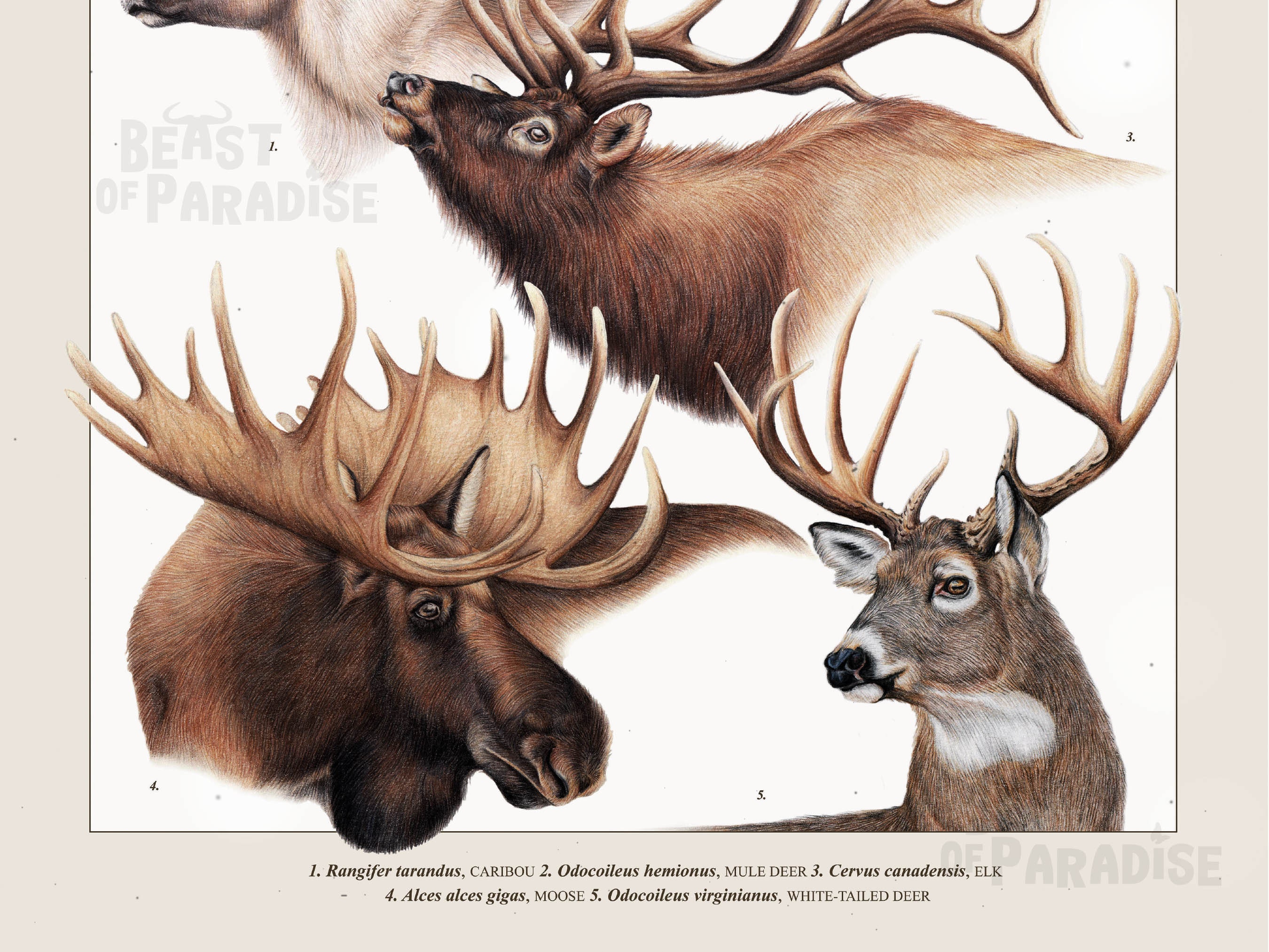 The North American Deer Poster A3 Poster Scientific - Etsy