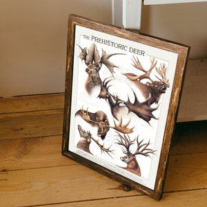 The Prehistoric Deer Poster, A3 Posters, Scientific Illustration, Gift ...