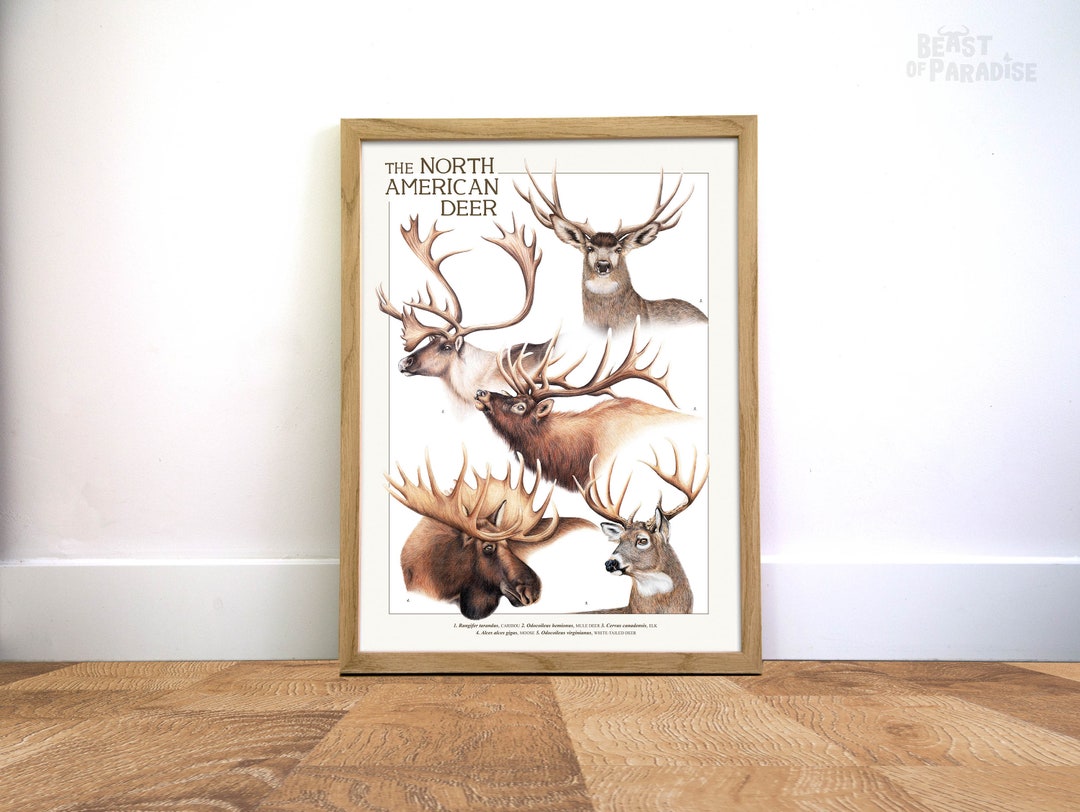 The North American Deer Poster, A3 Poster, Scientific Illustration ...