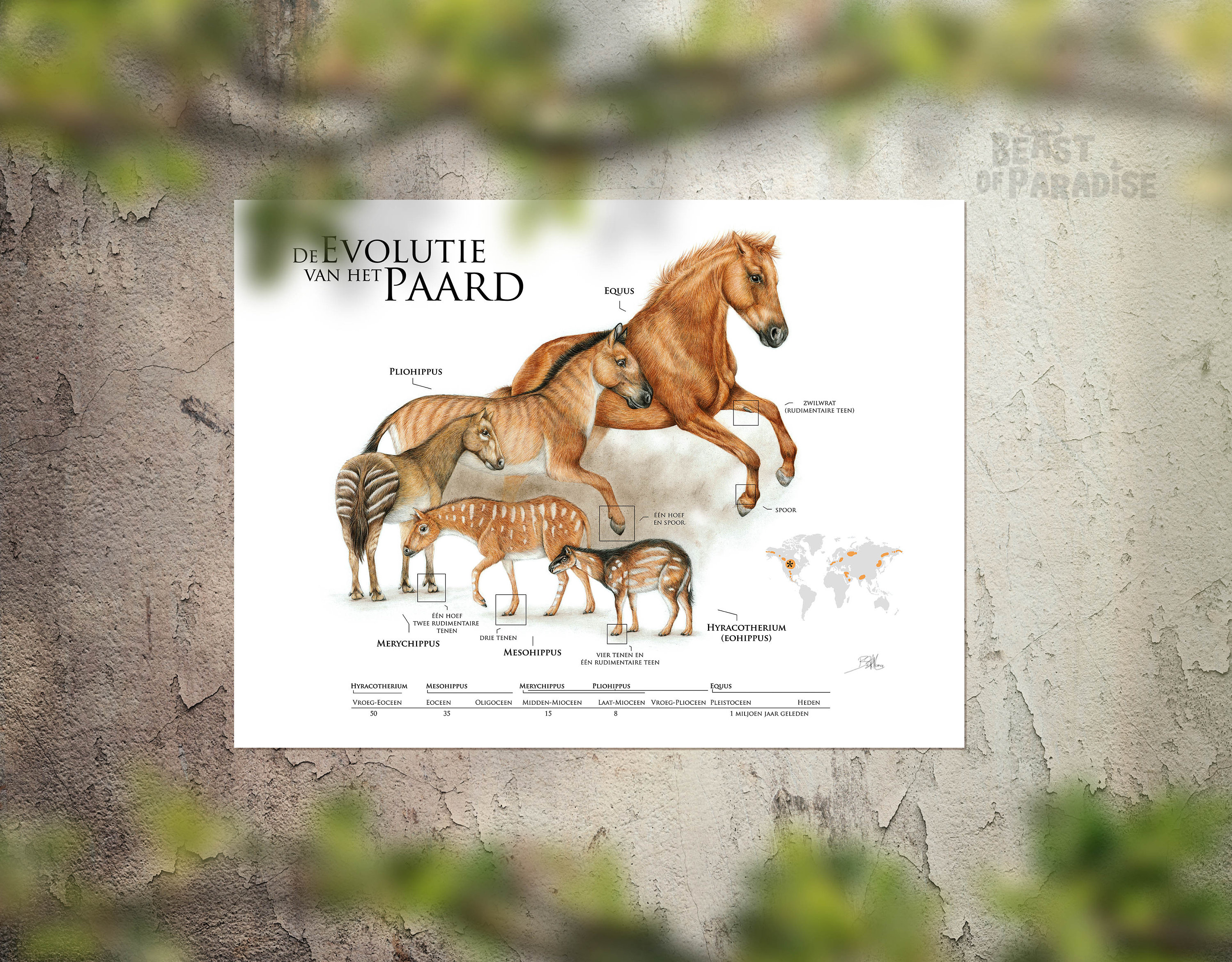Horse Evolution