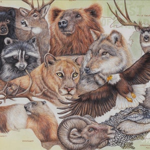 Wildlife of the United States of America, 30 X 40cm, Map Art Print ...