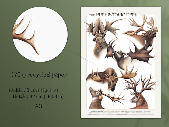 The Prehistoric Deer Poster A3 Posters Scientific Illustration Gift for Friend Wildlife Wall Art Vintage Animal Print Recycled Paper Etsy