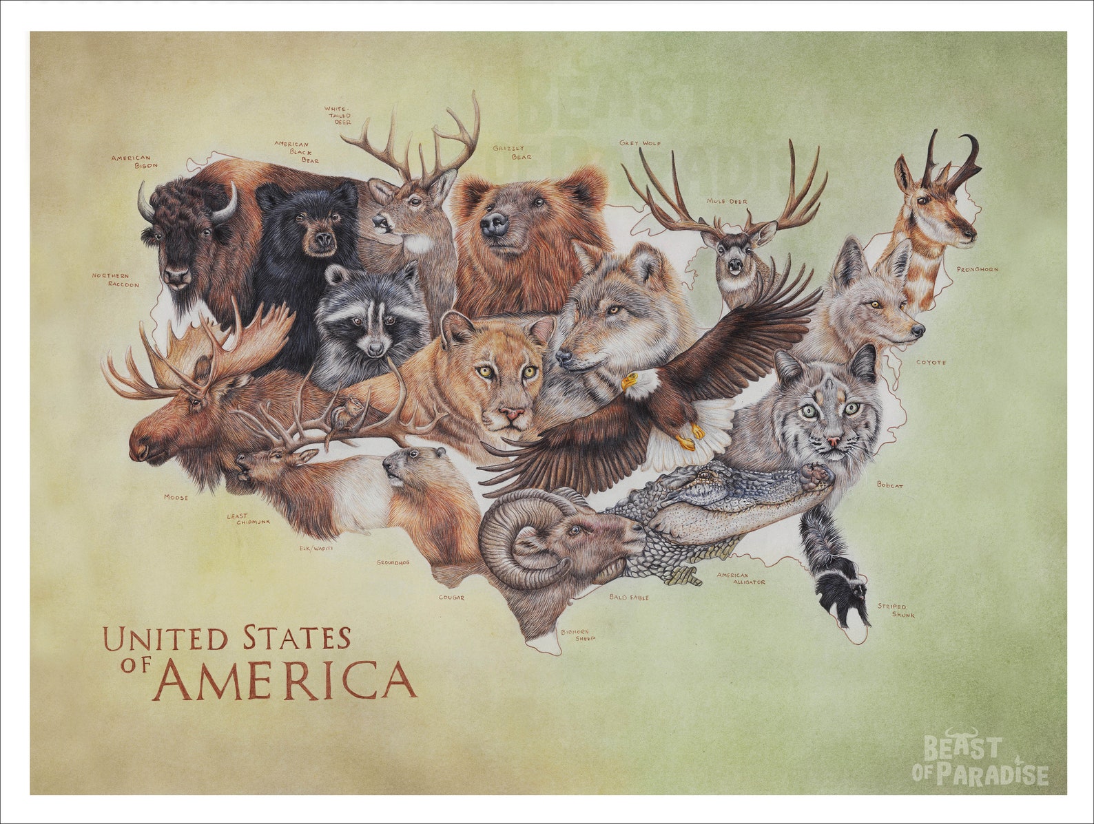 Wildlife of the United States of America, 30 X 40cm, Map Art Print ...