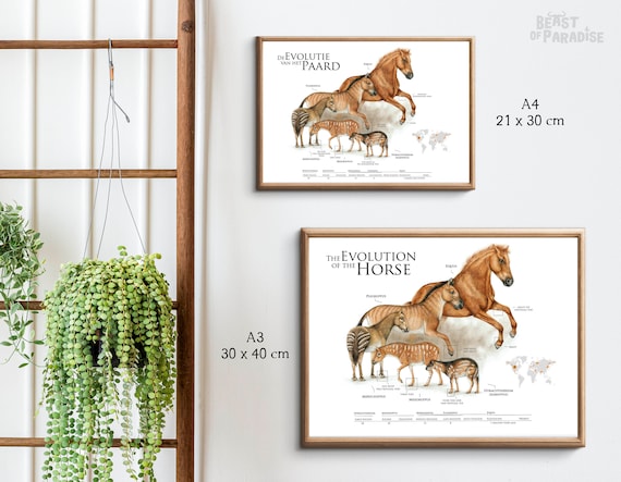 Horse Evolution Timeline