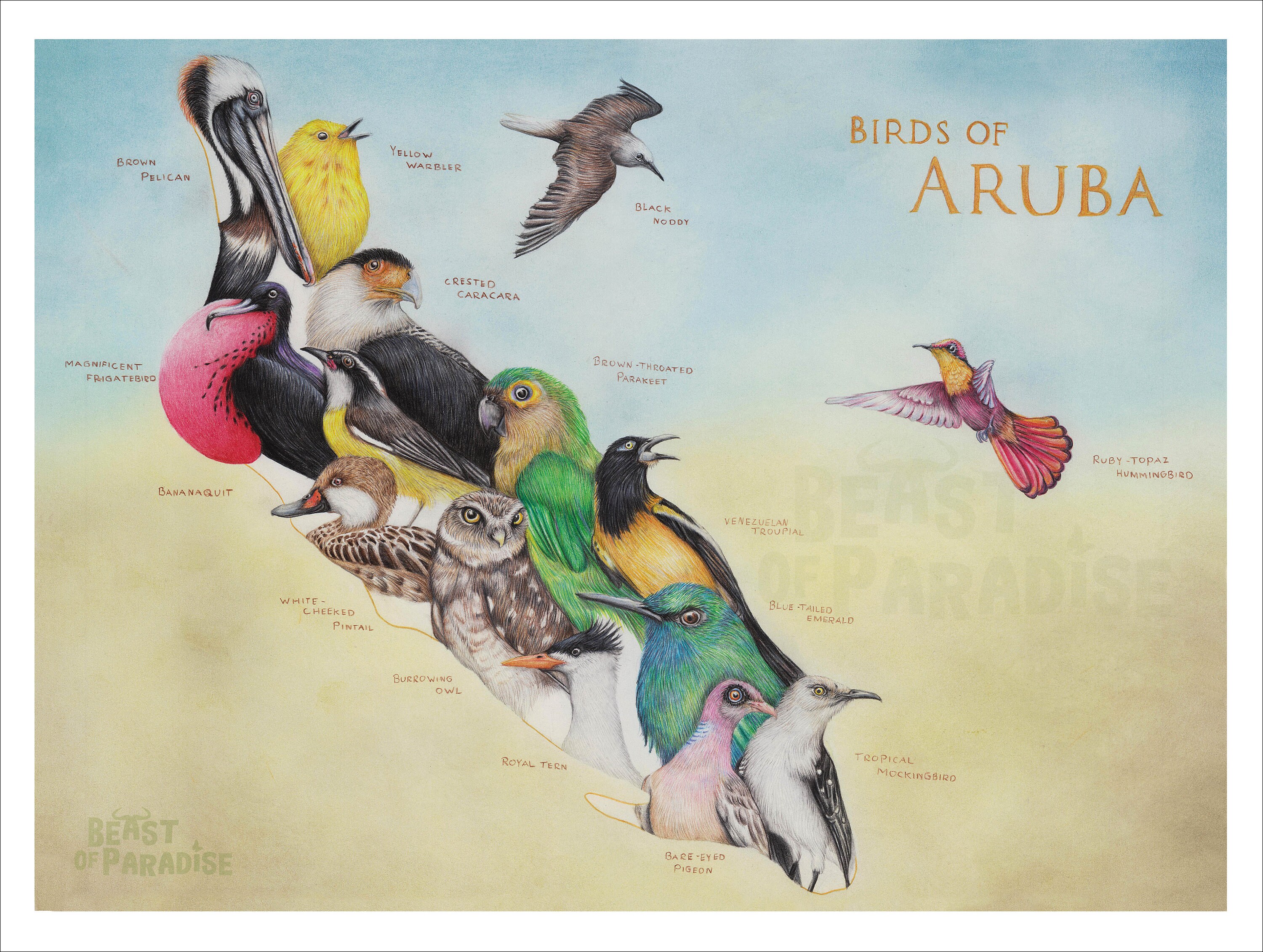 Birds of Aruba Map Poster 15.7'' x 11.8'' | Etsy