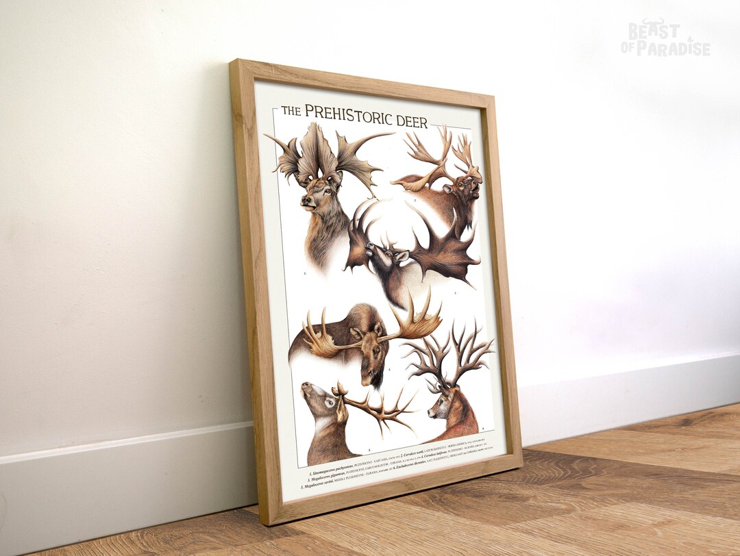 The Prehistoric Deer Poster, A3 Posters, Scientific Illustration, Gift ...