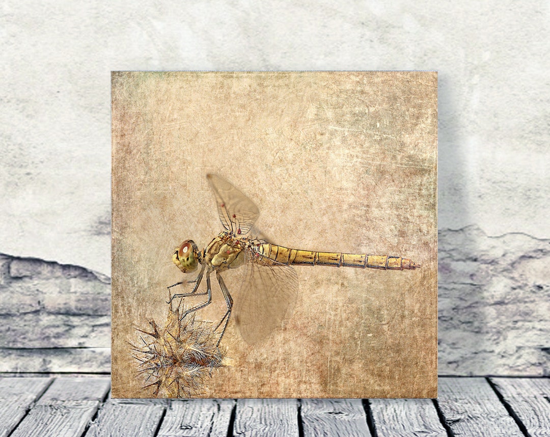 Animales alados DRAGONFLY imagen de estilo antiguo en madera - Etsy España