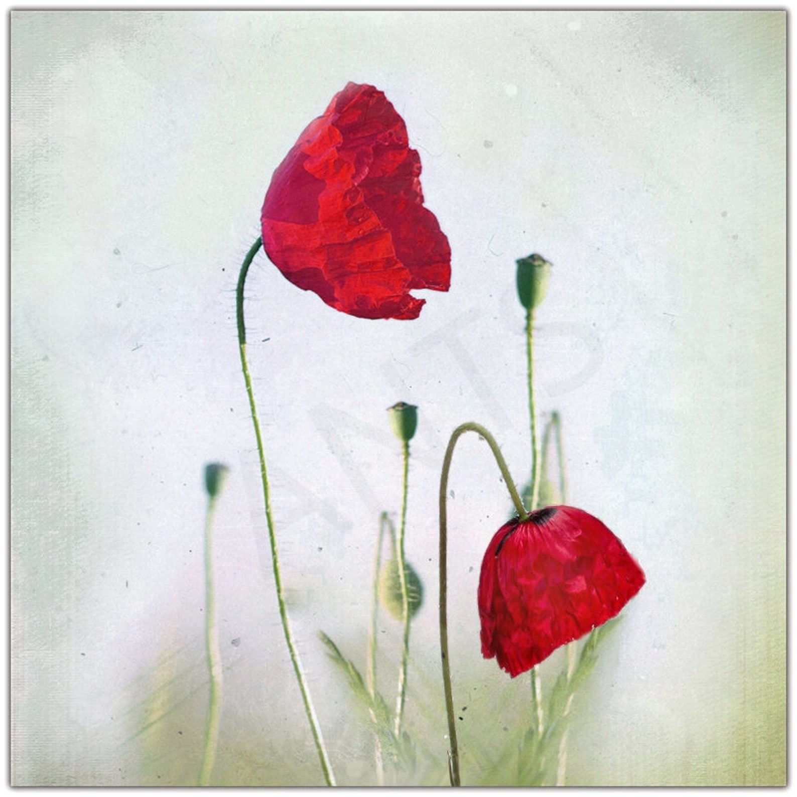 Flowers MOHNBLUMEN IN PASTELL Triptychon Blumenbild auf Holz - Etsy