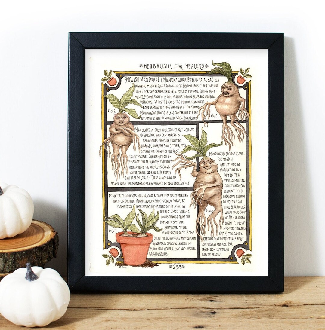 Magical Mandrake Botanical Art Print. Styled as a Scientific ...