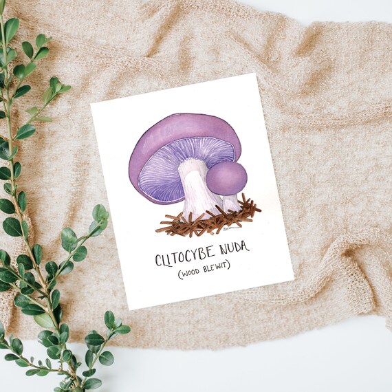 Wood Blewit Mushroom Watercolor Art Print. Nature Mycology | Etsy