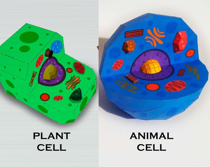 Custom Teaching Models for Teachers, Science Classroom Decor, Animal ...