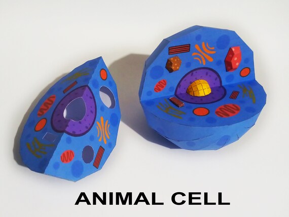 CELL PAPERCRAFT Printable Animal Plant Cell Education - Etsy