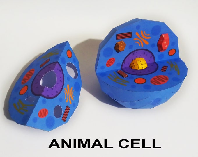 Animal Cell, Animal Cell Model, Animal Cell Felt Set, Montessori at ...