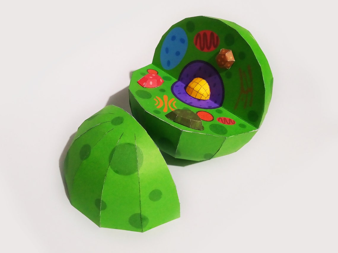 CELL PAPERCRAFT Printable Animal Plant Cell Education - Etsy UK