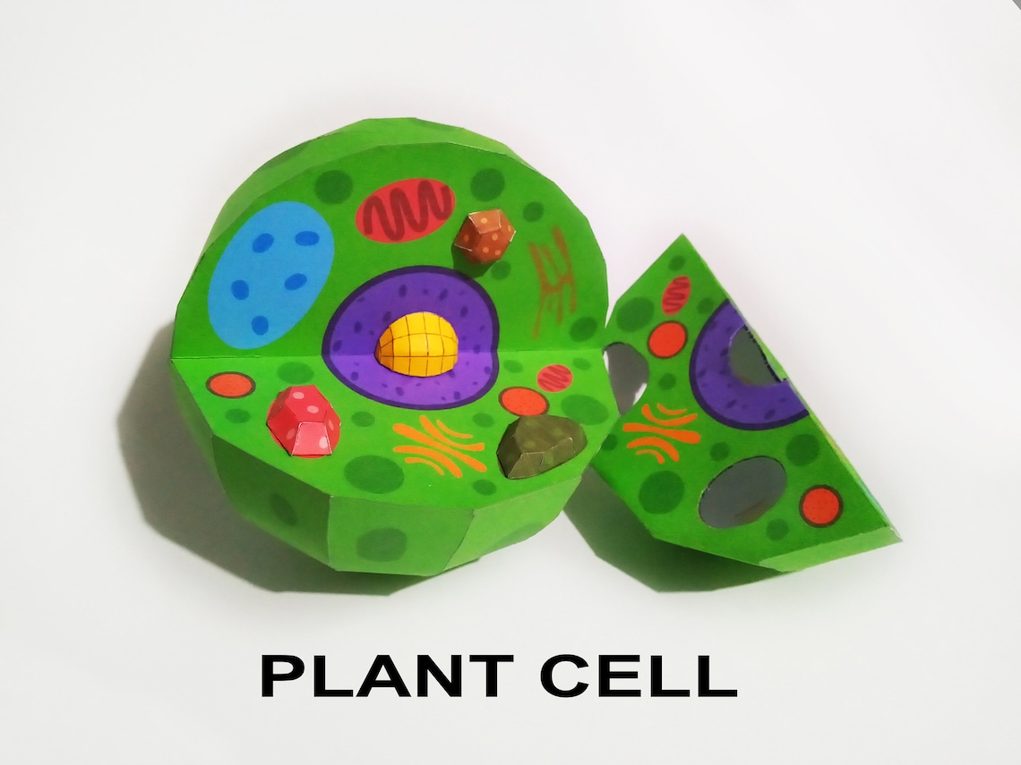 CELL PAPERCRAFT Printable Animal Plant Cell Education - Etsy