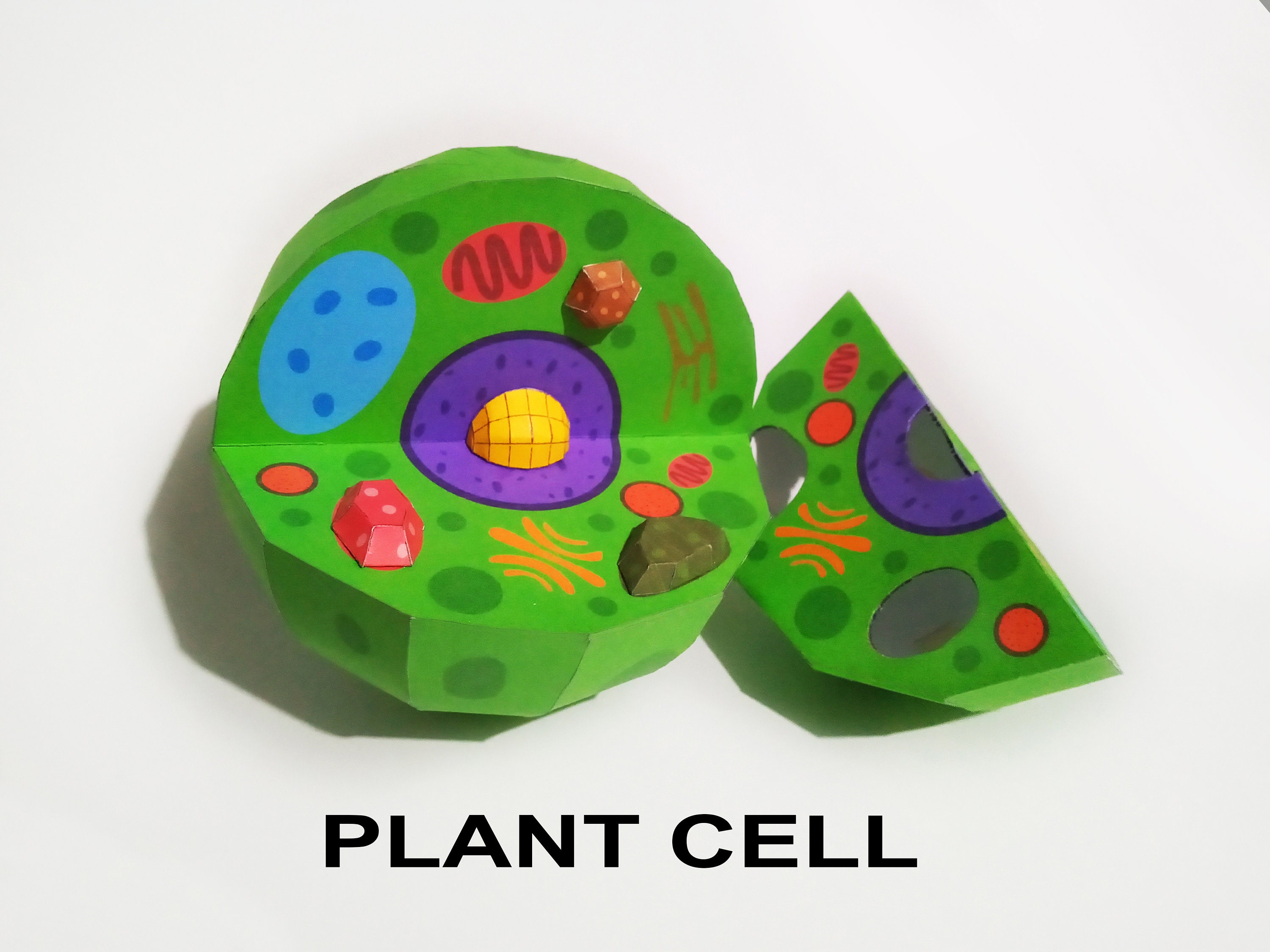 CELL PAPERCRAFT, Printable Animal Plant Cell, Education Papercraft, Diy ...