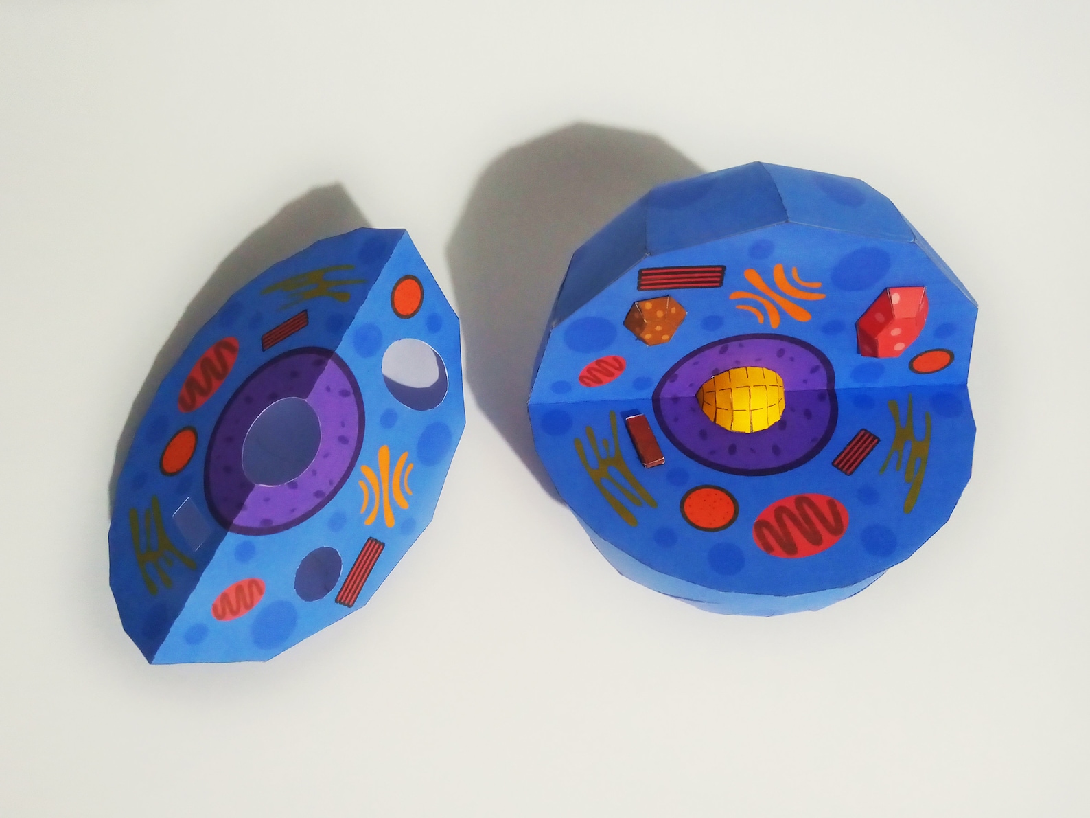 CELL PAPERCRAFT, Printable Animal Plant Cell, Education Papercraft, Diy ...
