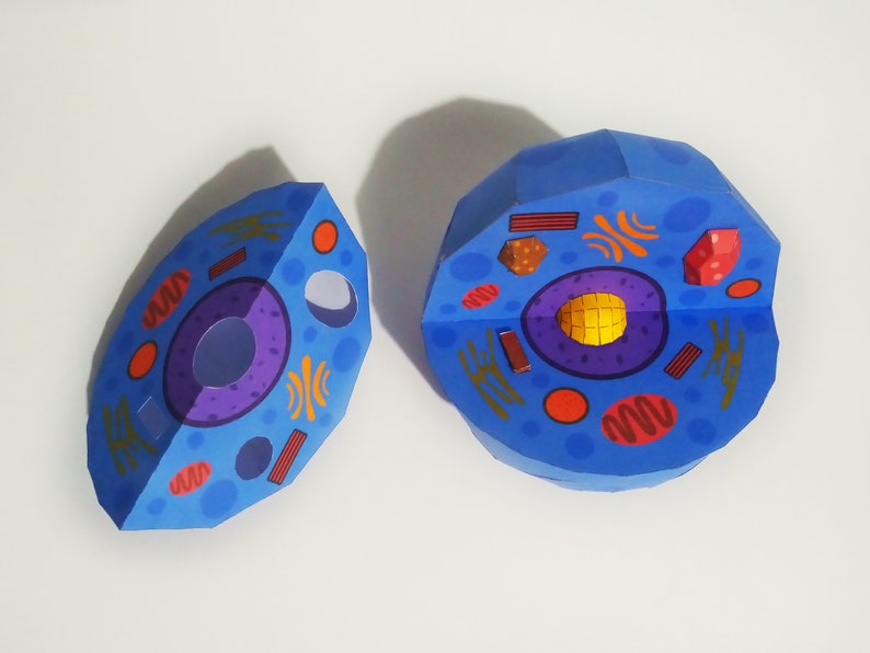 CELL PAPERCRAFT Printable Animal Plant Cell Education - Etsy