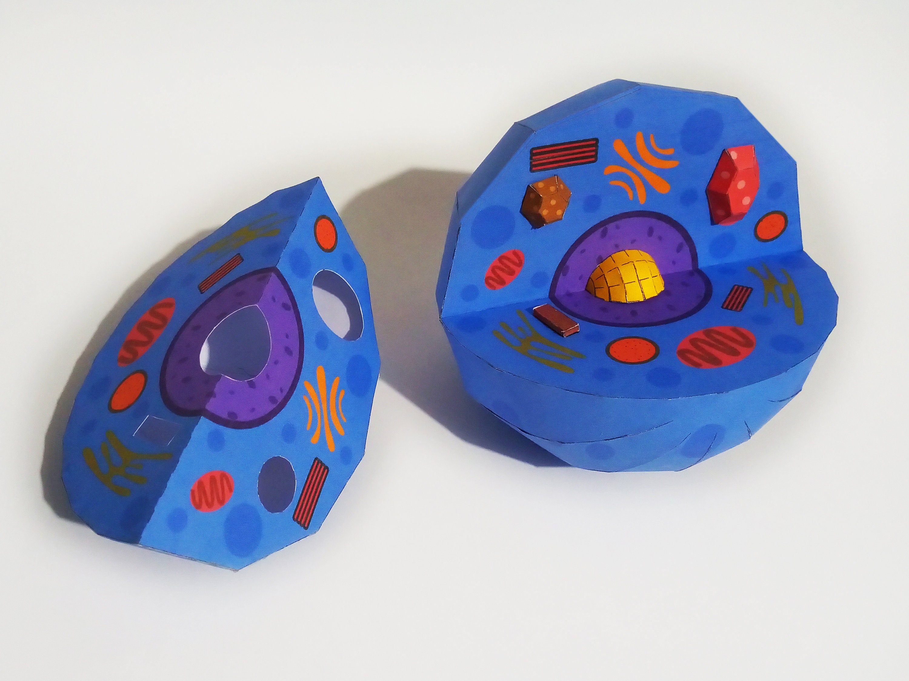 Animal cell educational papercraft PDF School Template | Etsy