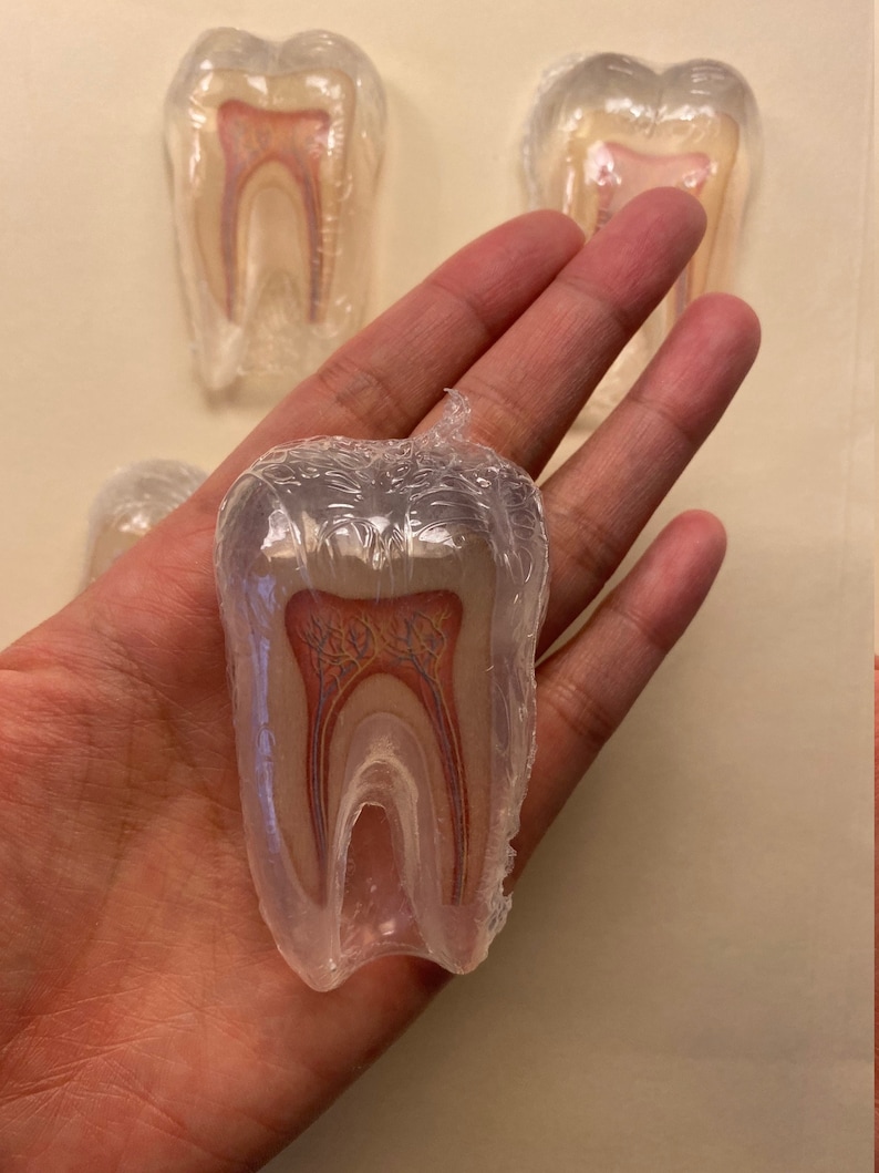 4 Dental Pulp Tooth Molar Soap Favors First Tooth Party Dental Office ...