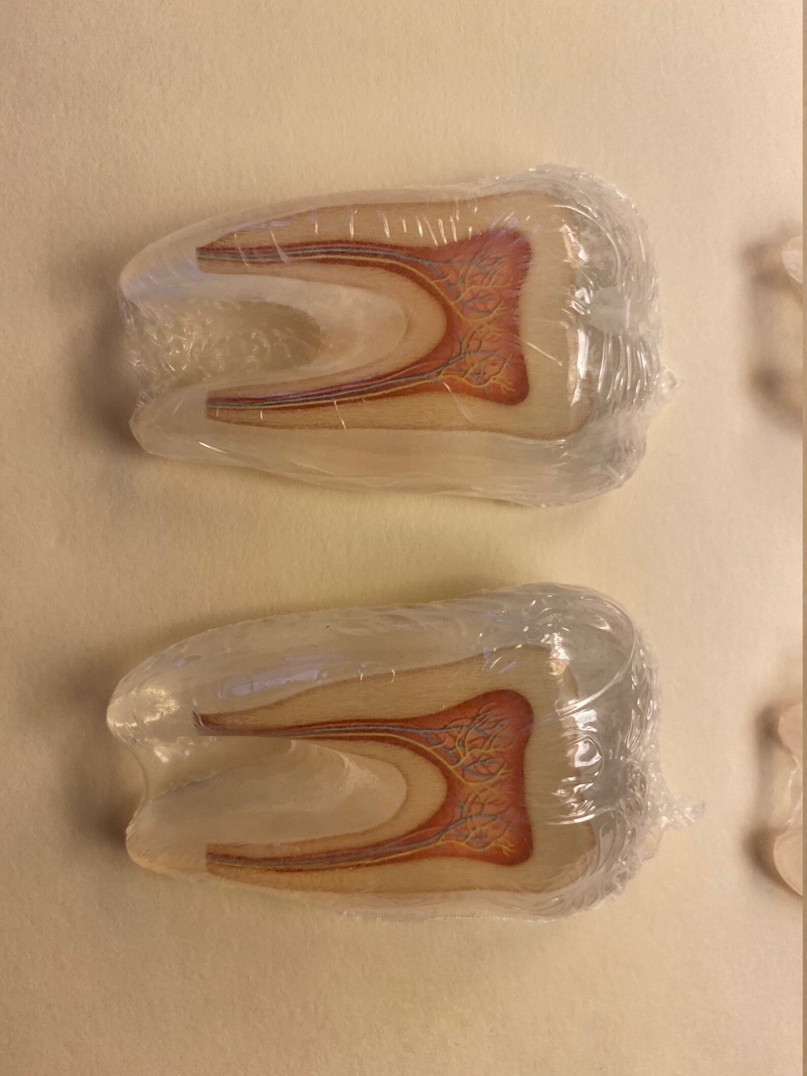 4 Dental Pulp Tooth Molar Soap Favors First Tooth Party Dental Office ...