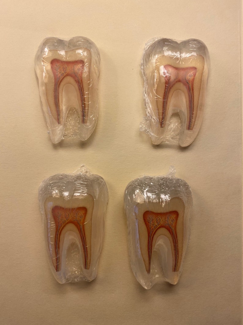 4 Dental Pulp Tooth Molar Soap Favors First Tooth Party Dental Office ...