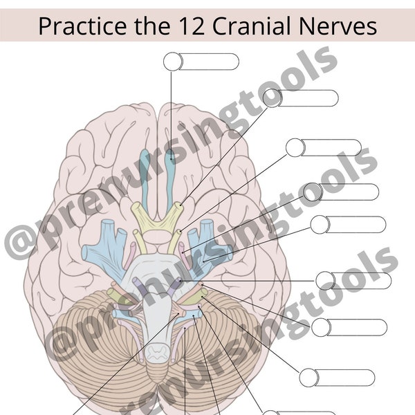 Cranial Nerves - Etsy