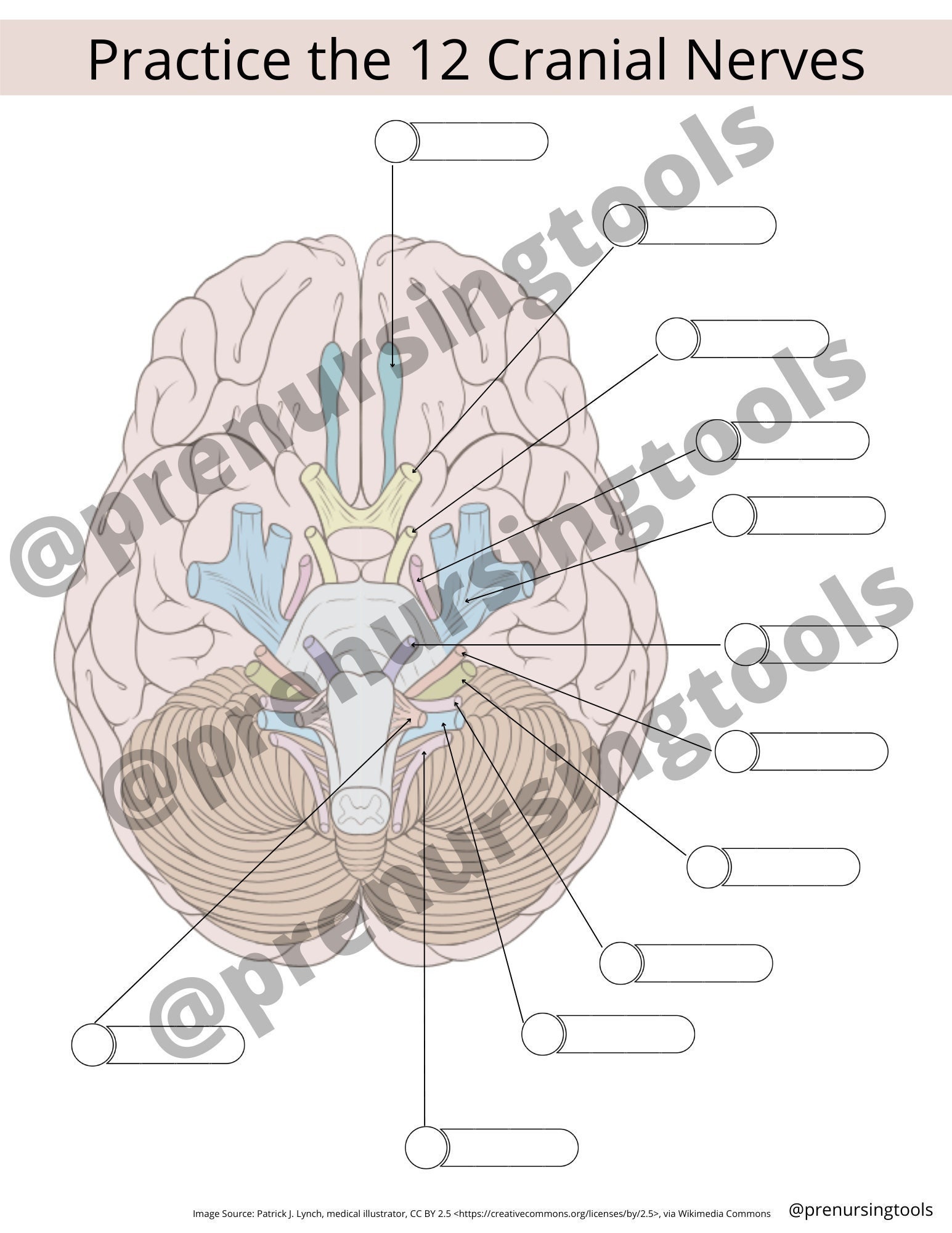 Blank Cranial Nerve Diagram