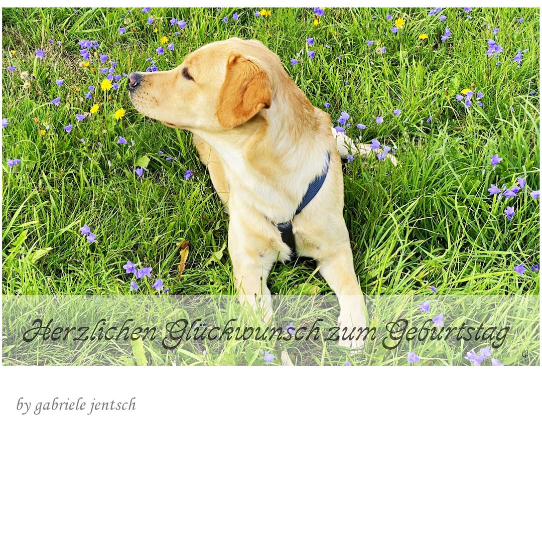 Birthday Card Card Birthday Congratulation Dog Labrador Handmade Own ...