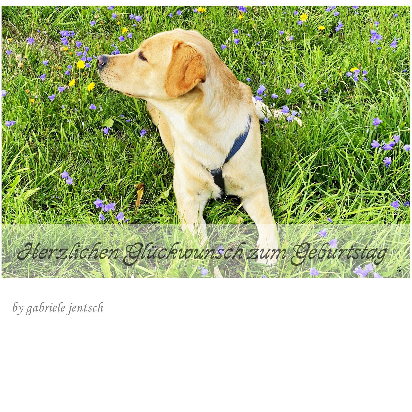 Birthday Card Card Birthday Congratulation Dog Labrador Handmade Own ...