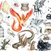 Magical Creatures,magic School Clipart,wizard Supplies,potions,phoenix ...
