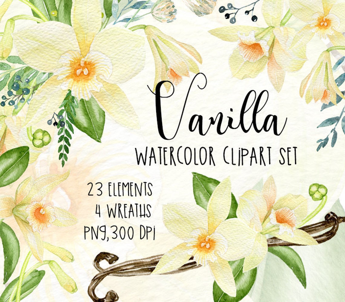 Vanilla Clipart, Vanilla Watercolor Clipart,vanilla Orchid,white Orchid ...