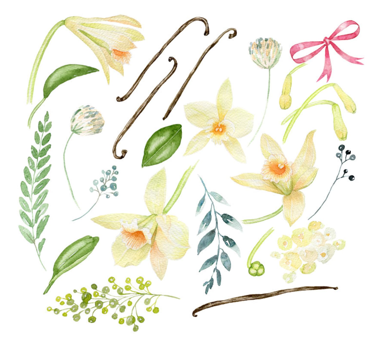 Vanilla Clipart, Vanilla Watercolor Clipart,vanilla Orchid,white Orchid ...