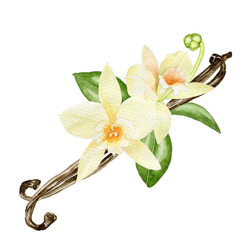 Vanilla Clipart, Vanilla Watercolor Clipart,vanilla Orchid,white Orchid ...