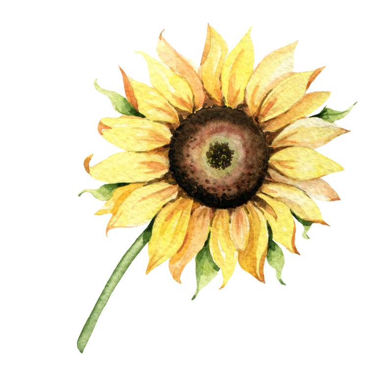 Happy Thanksgiving Day Watercolor Clipart Set Funny Turkey - Etsy