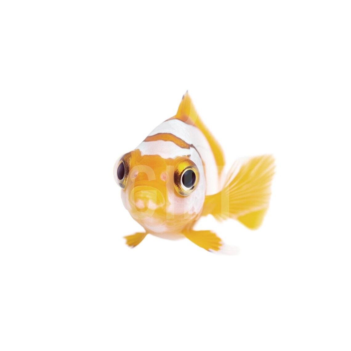 Clown Fish NURSERY DECOR, Nursery Posters Baby Animal Prints, Jungle ...