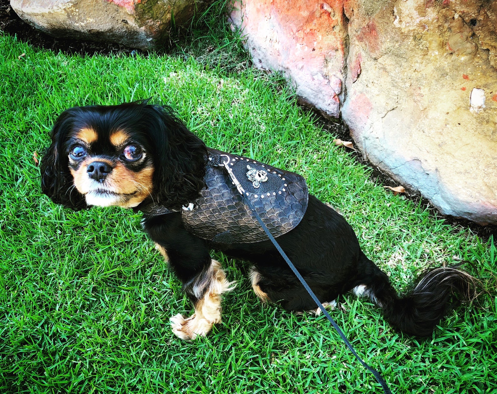 Designer Dog Harness/ Luxury Dog Harness - Etsy