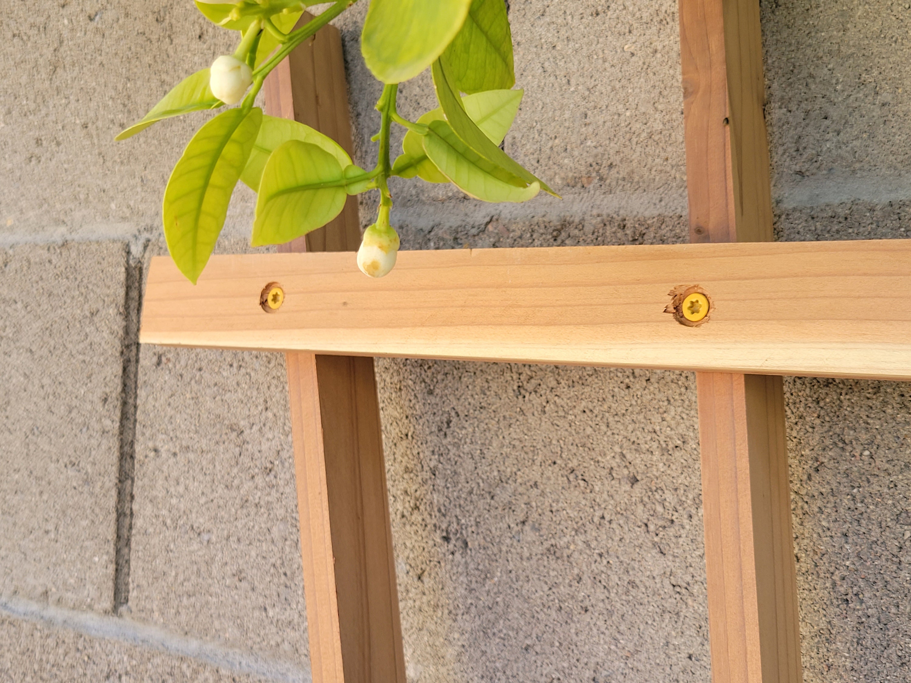 Handmade Redwood Fan Trellis - Etsy