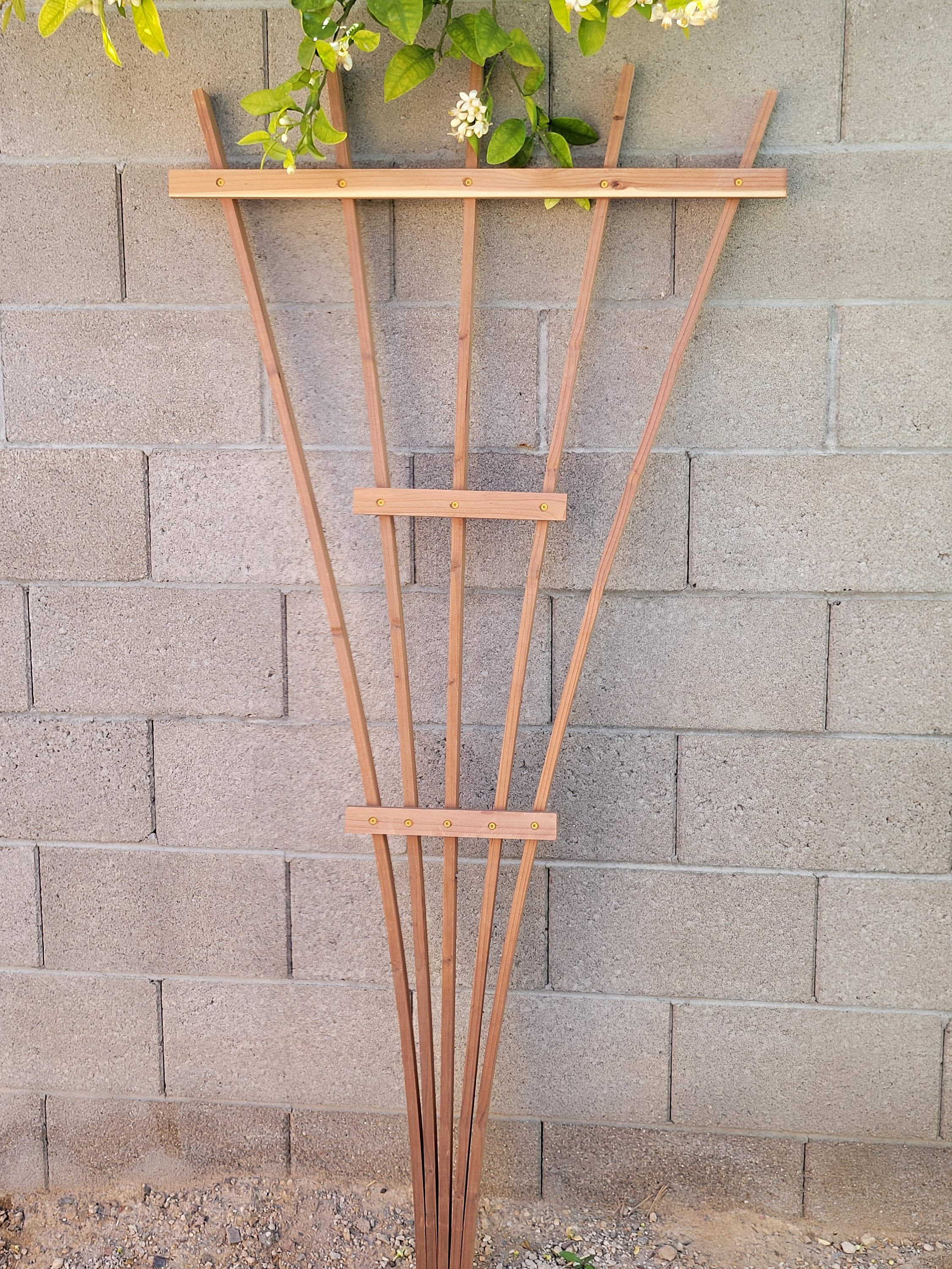 Fan Trellis Vine