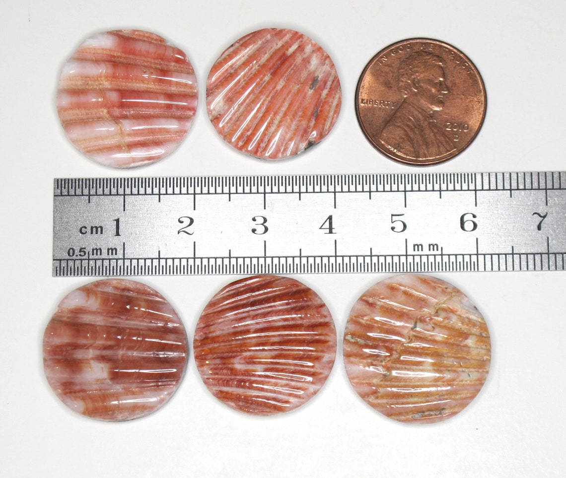 2 Carved Pecten Scallop Shell Beads Coin or Rectangle Shape - Etsy