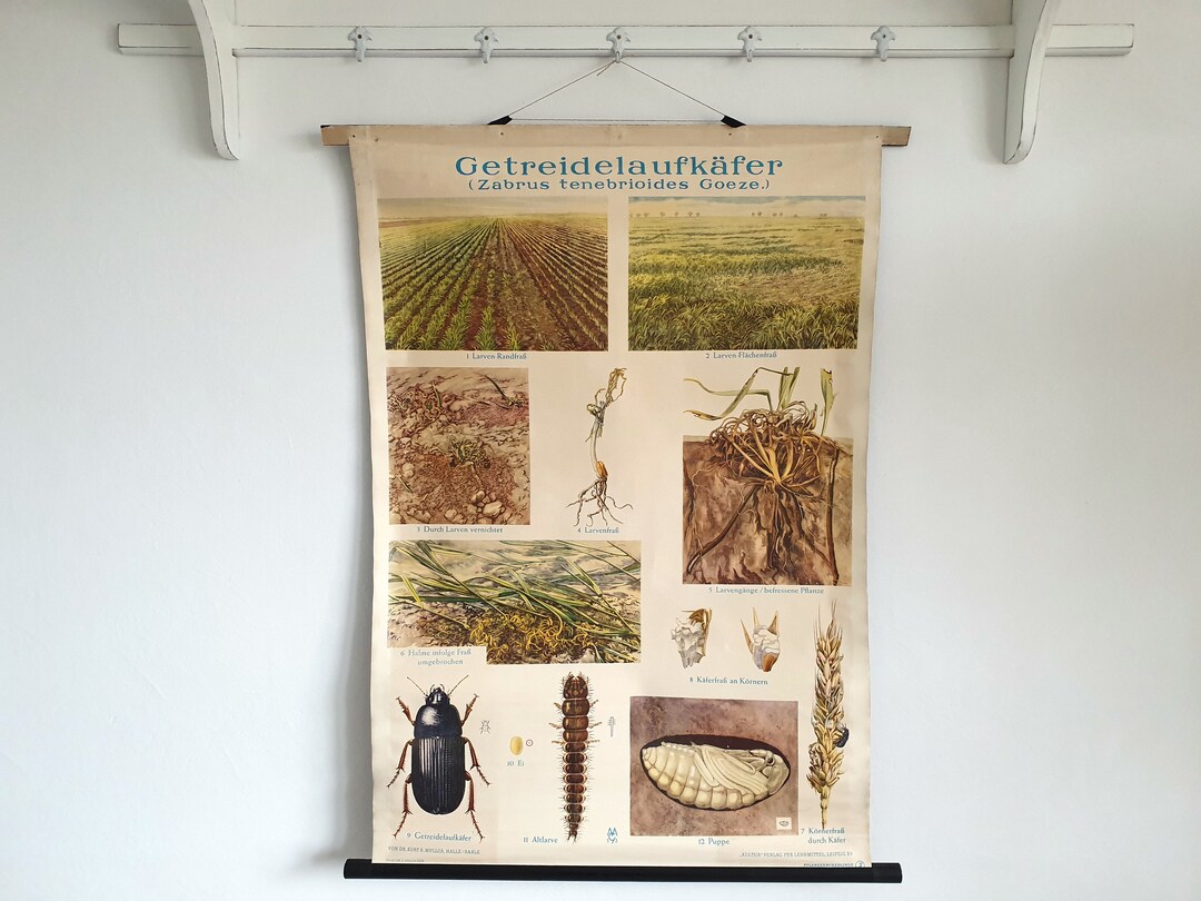Old School Wall Map Map Roll Card Teaching Aids Shabby - Etsy