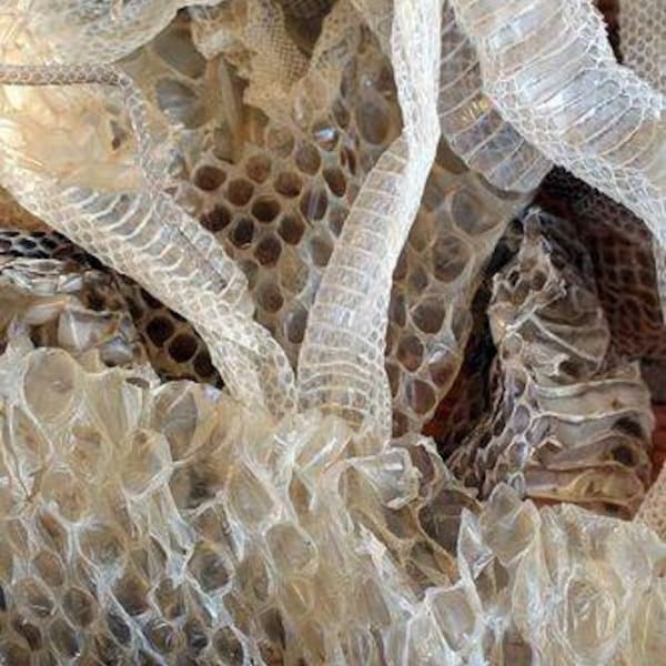 Snake Sheds - Etsy