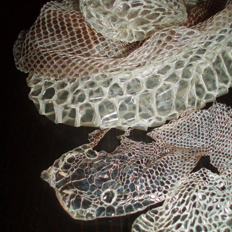 Snake Sheds - Etsy
