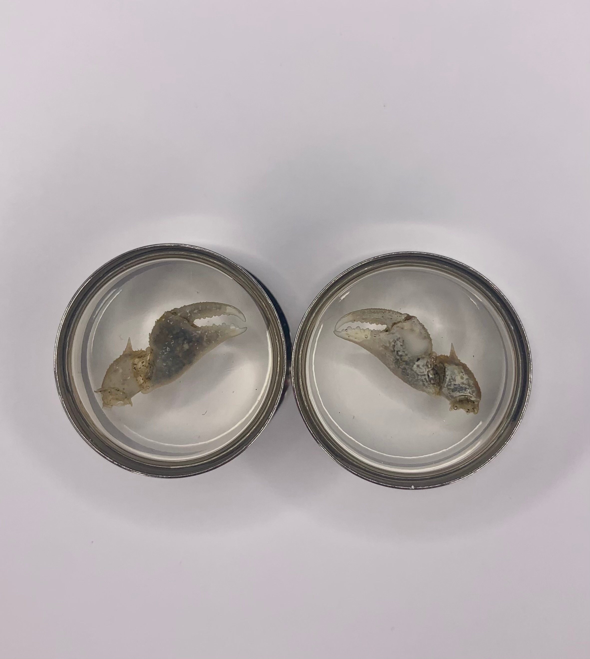 Plug 22mm Crab Claws / Insect Body / Ear Plug - Etsy