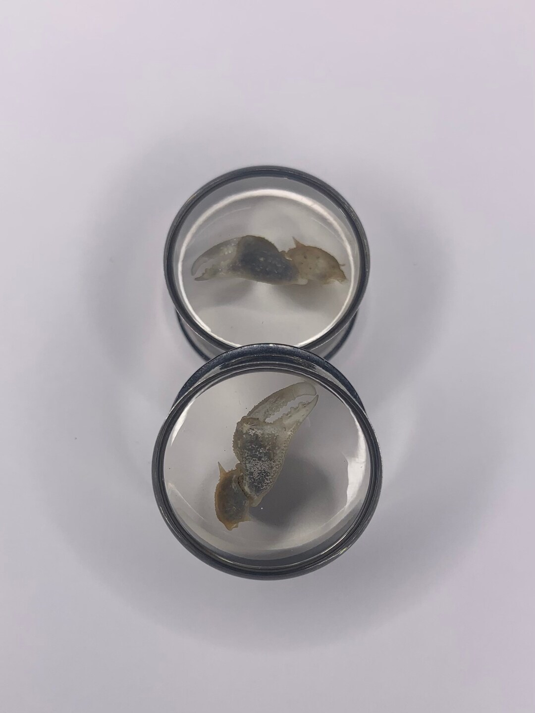Plug 22mm Crab Claws / Insect Body / Ear Plug - Etsy