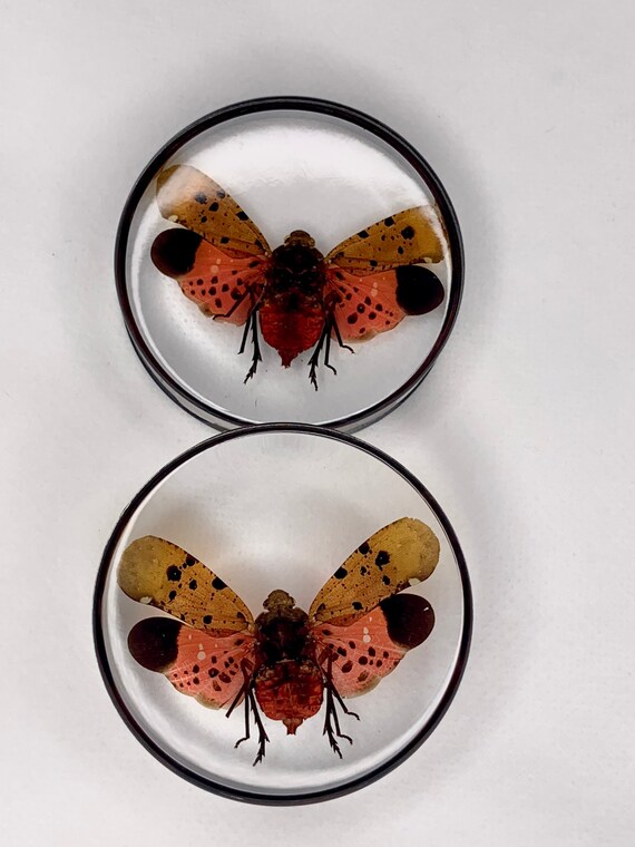 52 Mm / Corpse Insect / Butterfly | Etsy