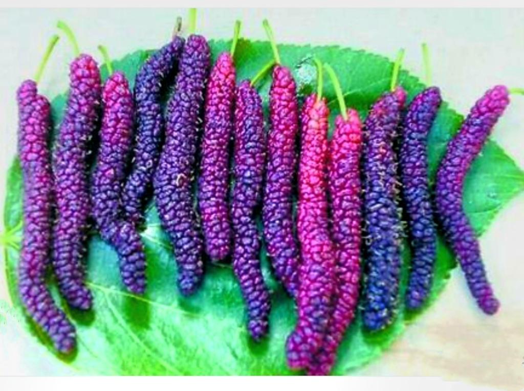 200 Pakistan Mulberry Fruit Tree Seeds Popular Variety Rare Morus Dense ...
