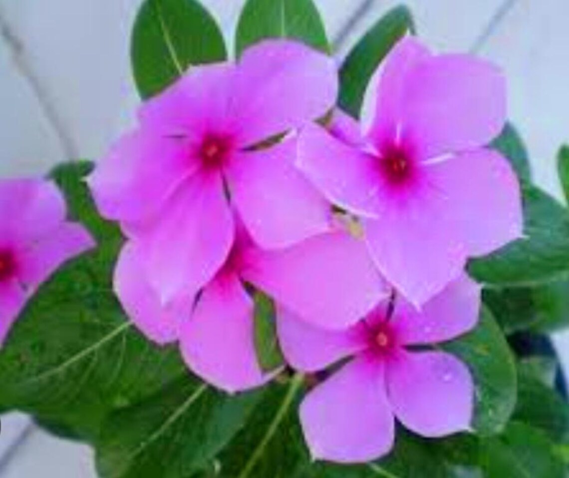 1200 Periwinkle Seeds Cora Cascade Mix Color Perennial Flowers ...
