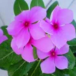 1200 Periwinkle Seeds Cora Cascade Mix Color Perennial Flowers ...