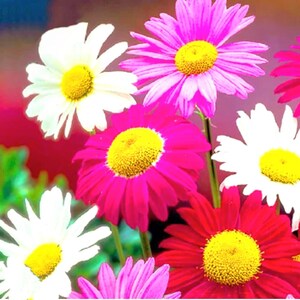 Pyrethrum Seeds White Yellow Purple Perennial Tanacetum Chrysanthemum ...